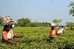 GIASH includes four cultivation sites – Latest Current Affairs for ...