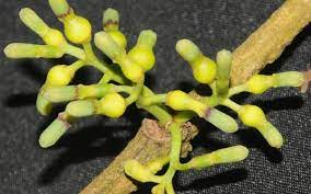 New genus of parasitic flowering plant discovered – Latest Current ...